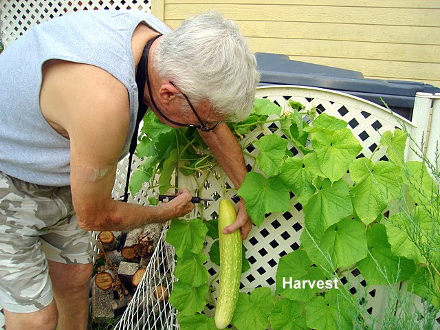 KERRIE'S KORNER NY: MONSTER CUCUMBER