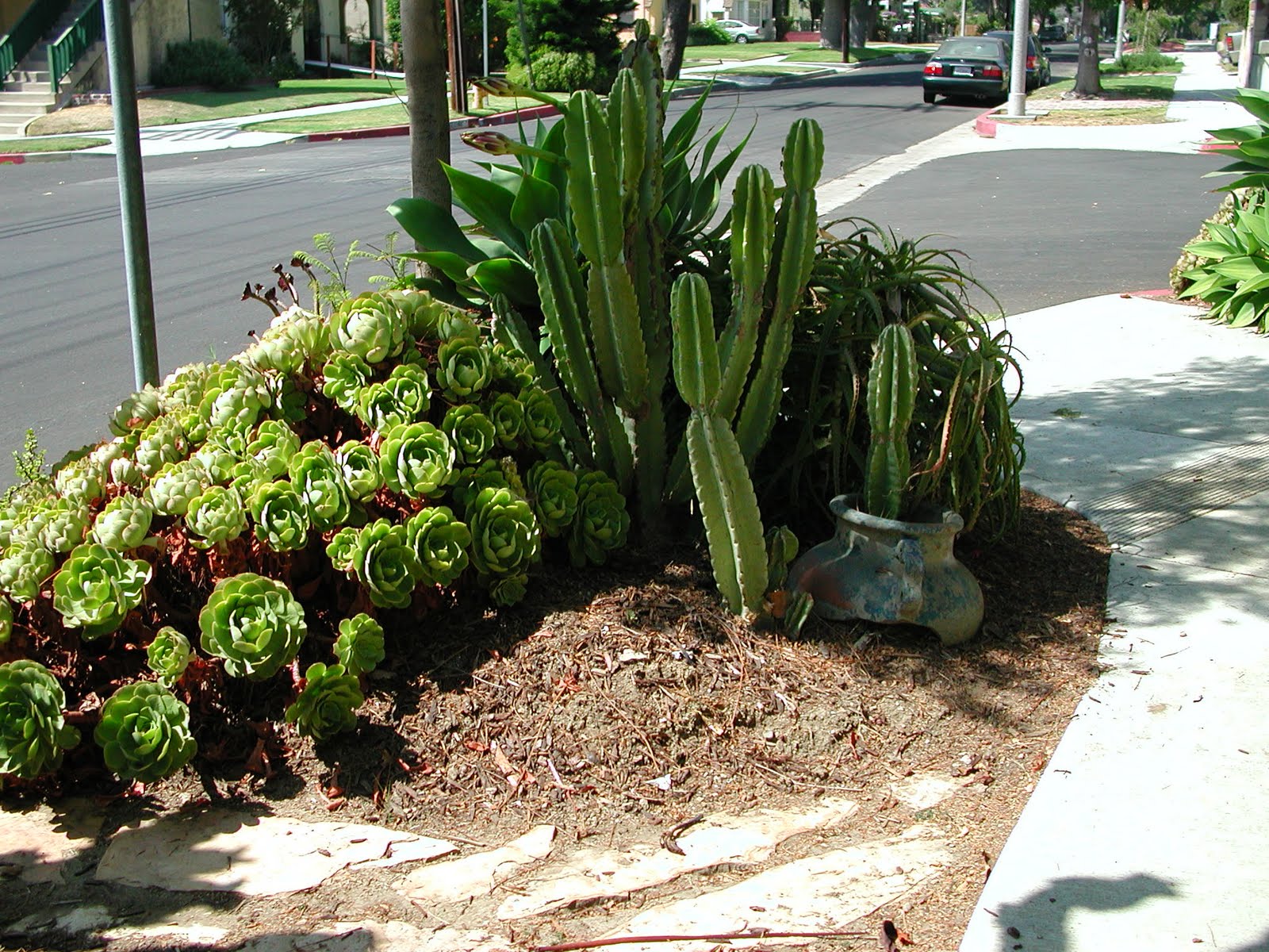 Fairy Yardmother Landscape Design: Front Yards -- Cacti and Succulents