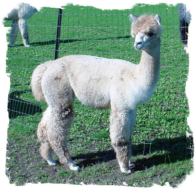 Alpaca Granny - The everyday life of a retired teacher turned alpaca ...