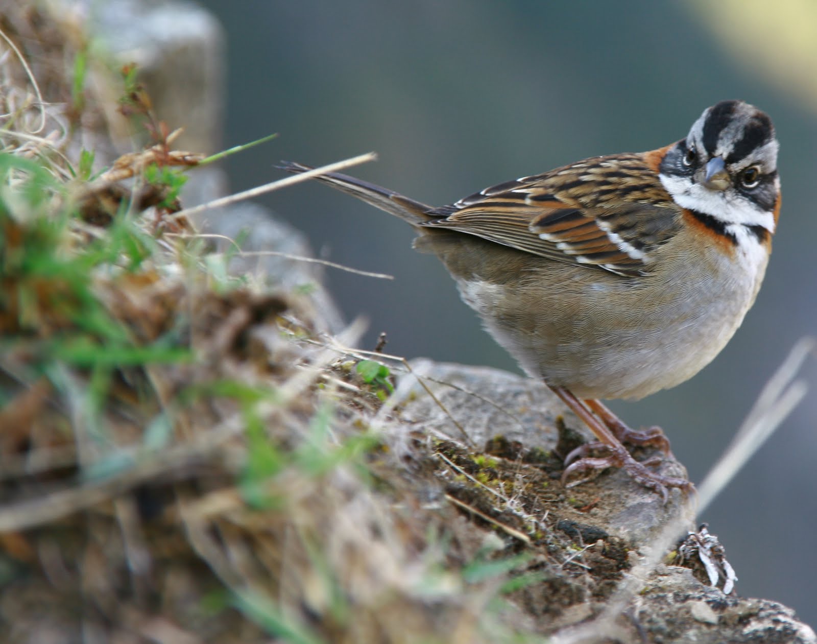 Pachamama: Gorrion Andino