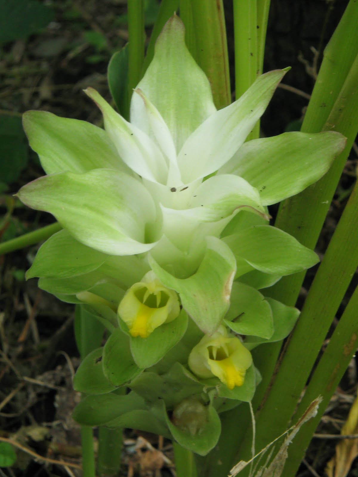 bucaio: Blooming Turmeric