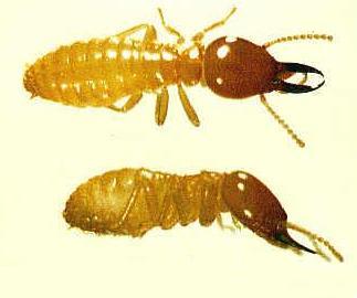 ciències naturals: ORDRE ISÒPTERA