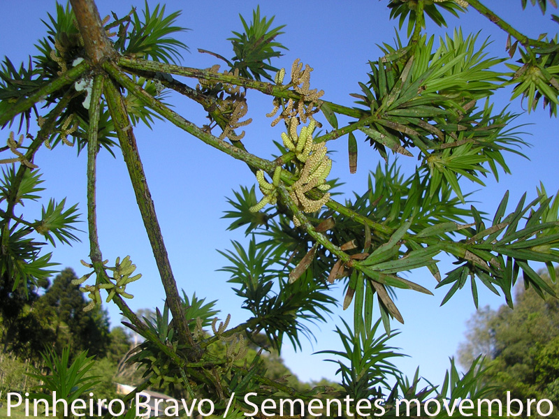 Orquídeas, aves, ovinos, plantas, animais, vida do interior....: Wild ...
