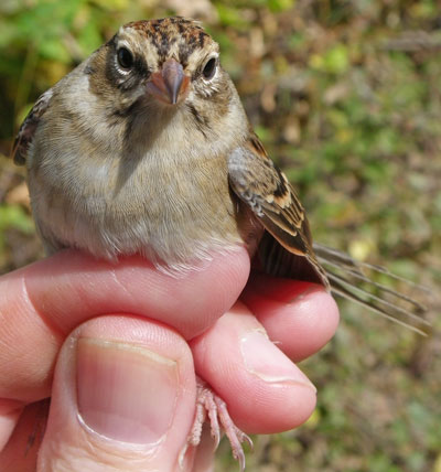 BSBO Bird Bander's Blog: Spectacular Sparrows for the First Half of October