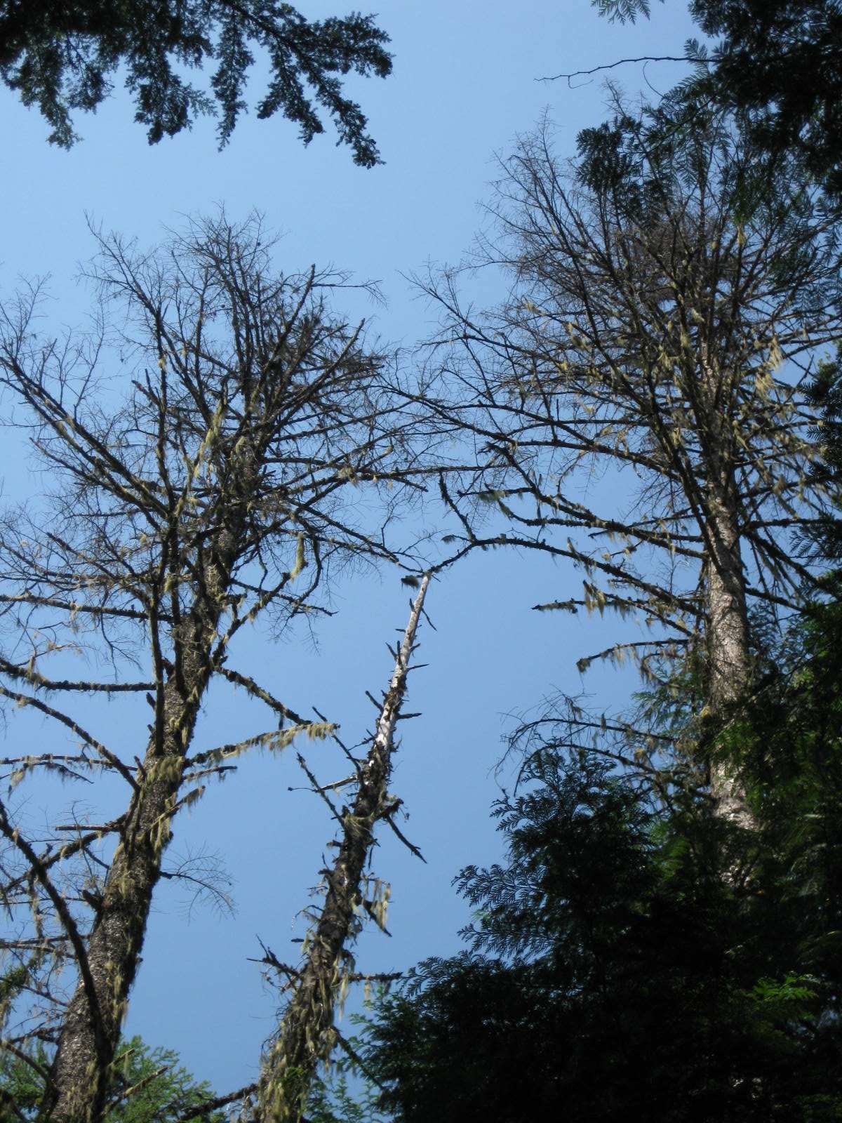 Salvage wood for housing, dead standing douglas fir, New Denver BC milling