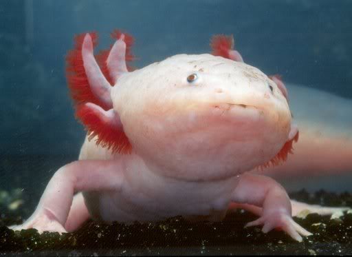 WEIRD ANIMALS: WEIRD FISH