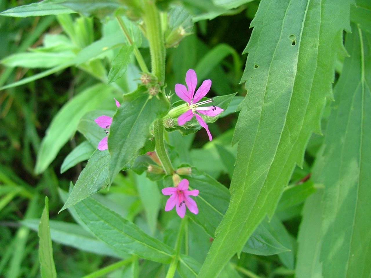 Wildlife, Wildflowers and a Window: A Great Walk on the Orange Trail