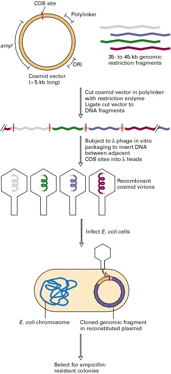 BIOWORLD: How Larger DNA Fragments Can Be Cloned?
