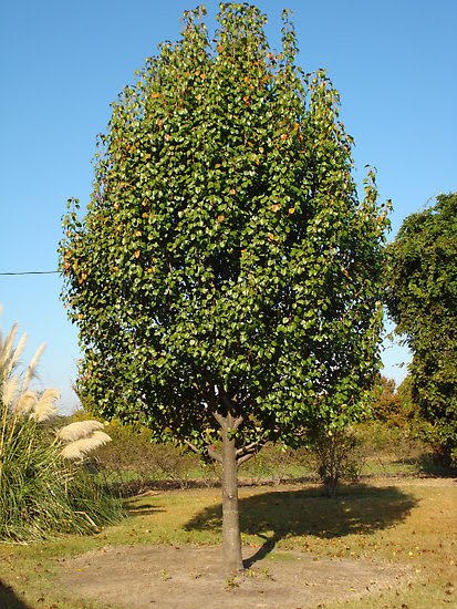 Cheap Tricks and Costly Truths: My Pear Tree Has No Partridge
