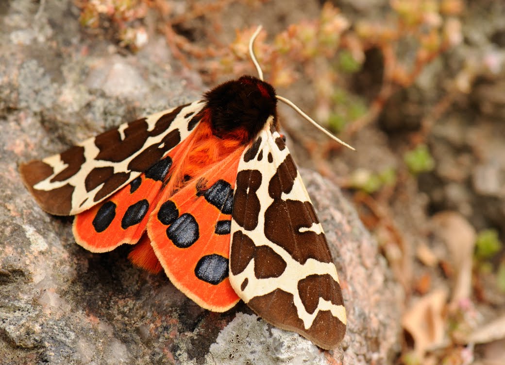Sam And Lisa's Wildlife Photos: Large Moths