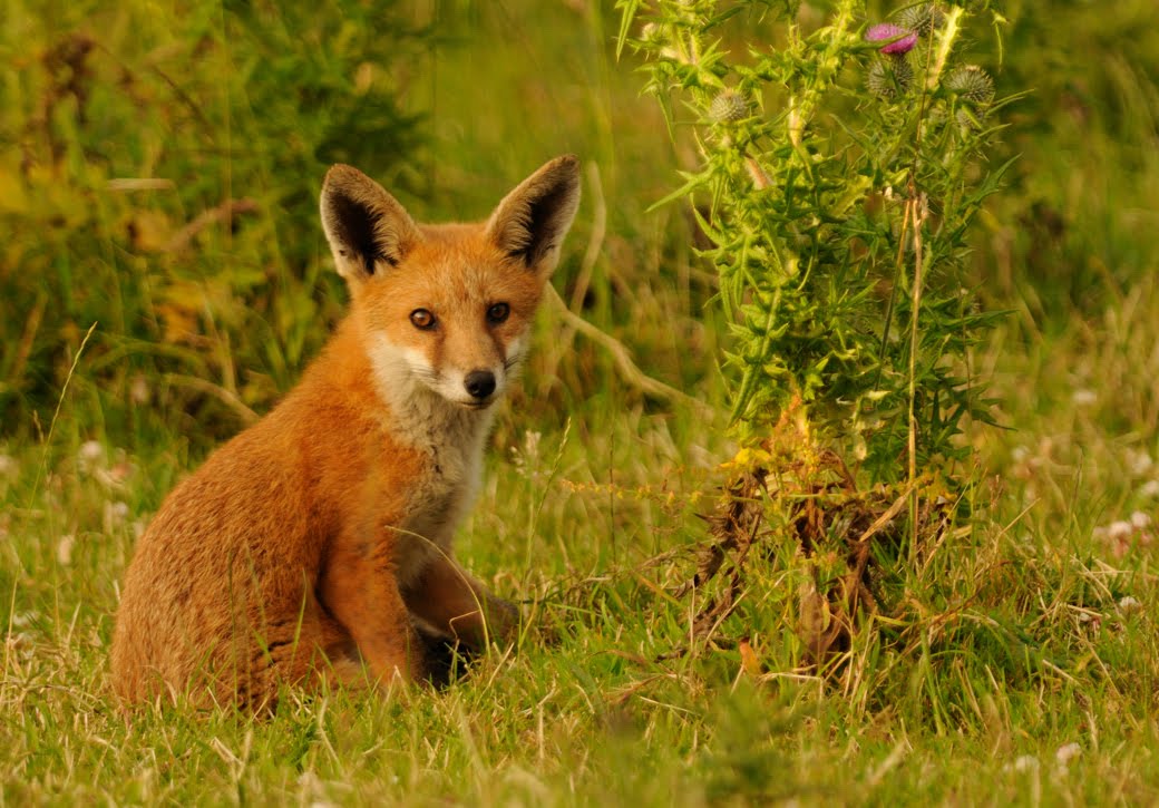 Sam And Lisa's Wildlife Photos: Fox Cubs