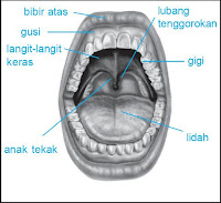GENILANGIT: LKS SISTEM PENCERNAAN PADA MANUSIA