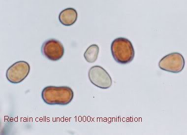 Fenomena Hujan Berwarna Merah di India (Hujan Darah) | cakrawala dunia