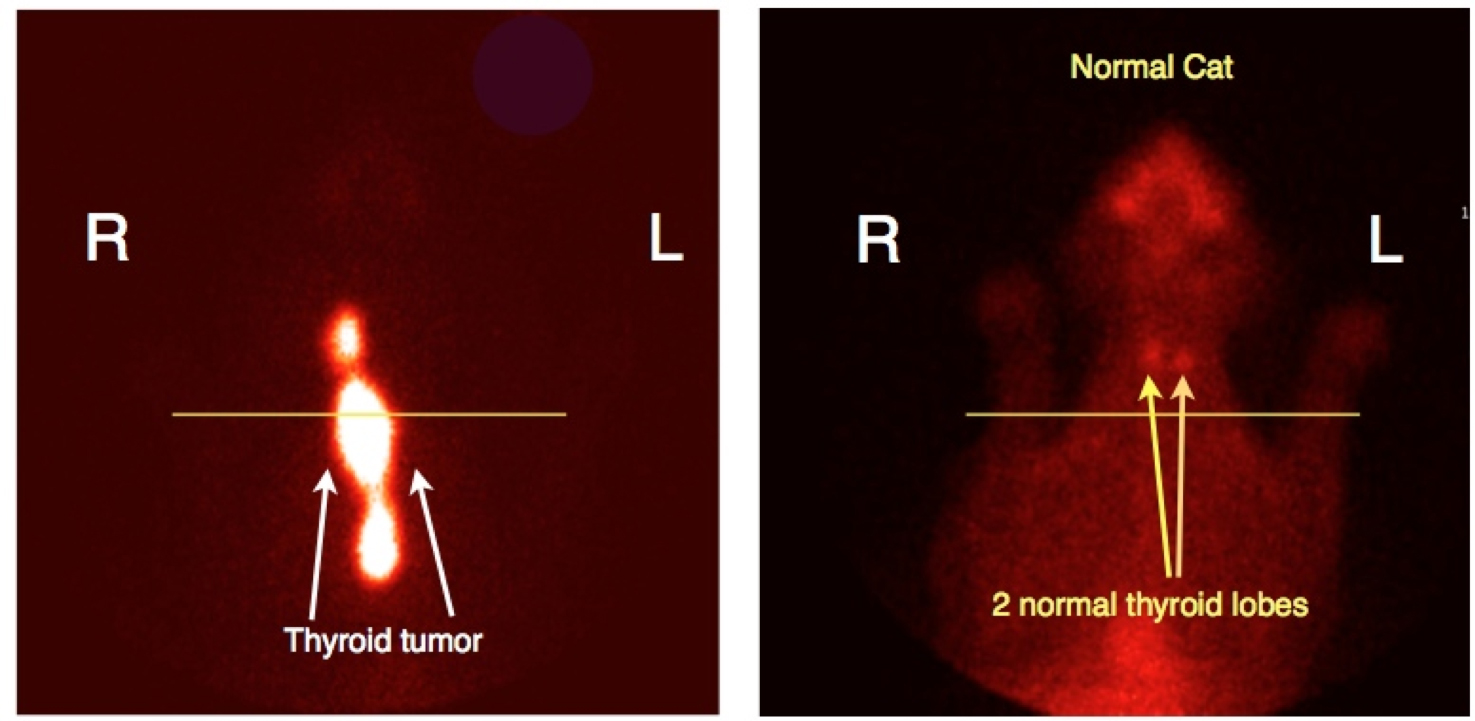 Insights into Veterinary Endocrinology: Diagnosis & Treatment of ...