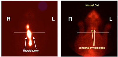 Insights into Veterinary Endocrinology: Diagnosis & Treatment of ...
