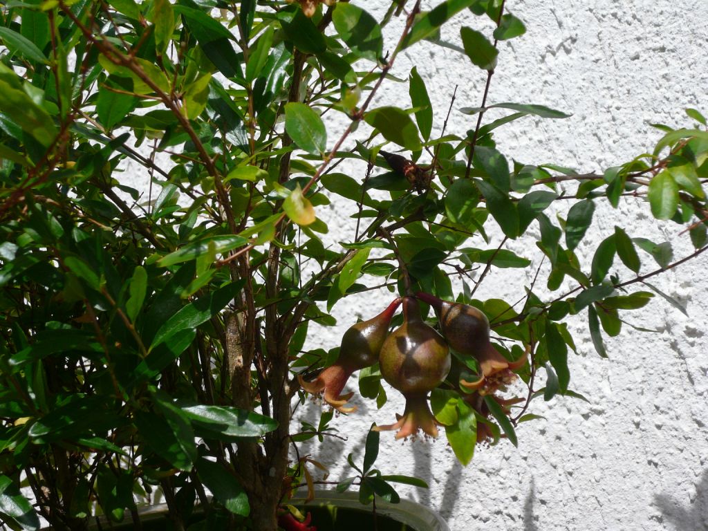 Nature in a pot: Granatno jabolko