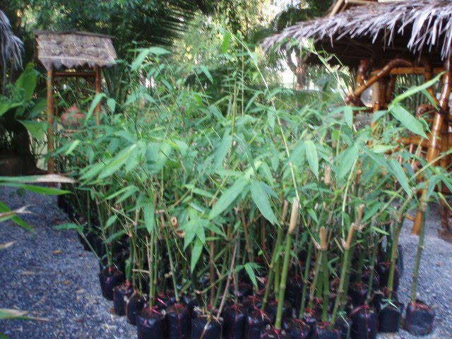 Kingdom 9 Golden Bamboo: WE ARE THAI BAMBOO PLANTATOR , PLEASE PLANT ...