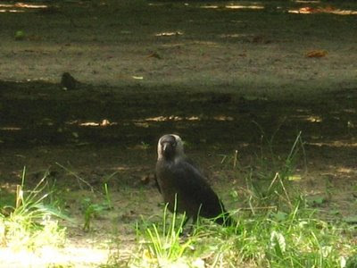 Păsări din Moldova: 306 porumbei şi o stăncuţă