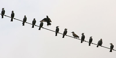 Păsări din Moldova: E toamnă şi ninge cu grauri