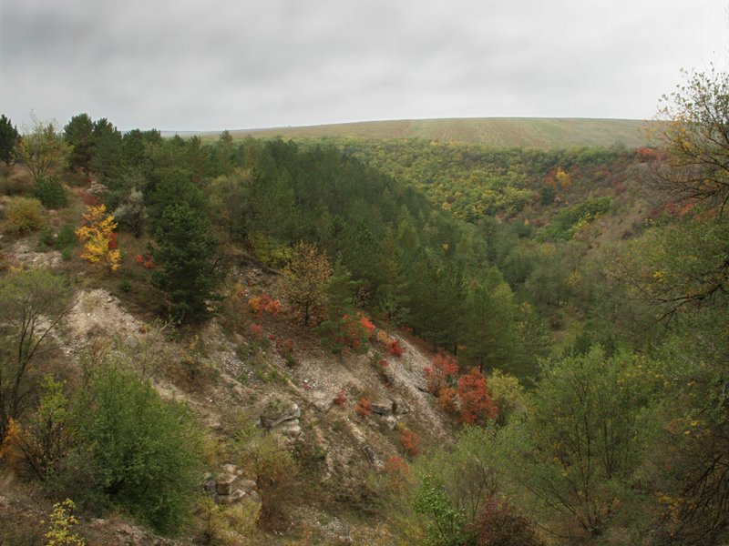 Păsări din Moldova: A opta expediţie la Goian