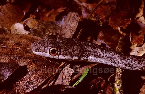 Endangered Strangers: The Seychelles Wolf Snake
