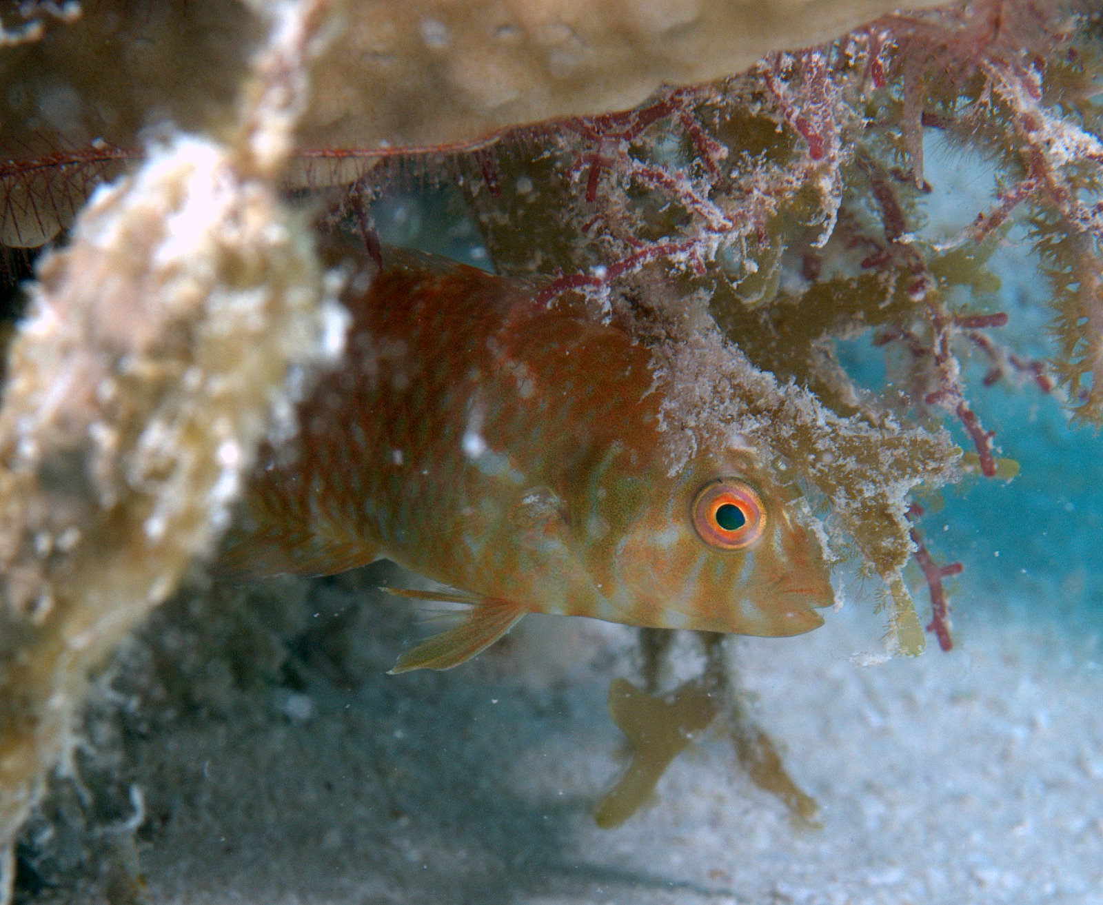 under pressure world: Juvenile Green Razorfish- Key Biscayne, FL