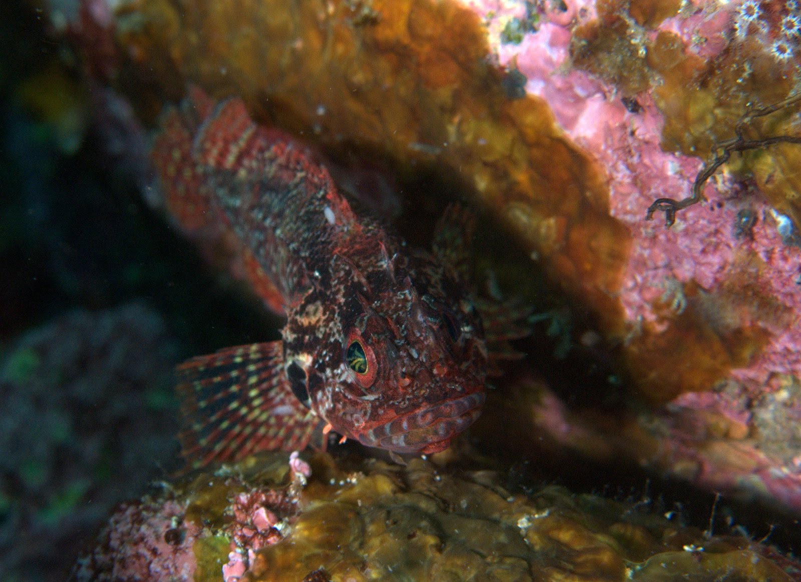 under pressure world: Rainbow Scorpionfish- Sea of Cortez