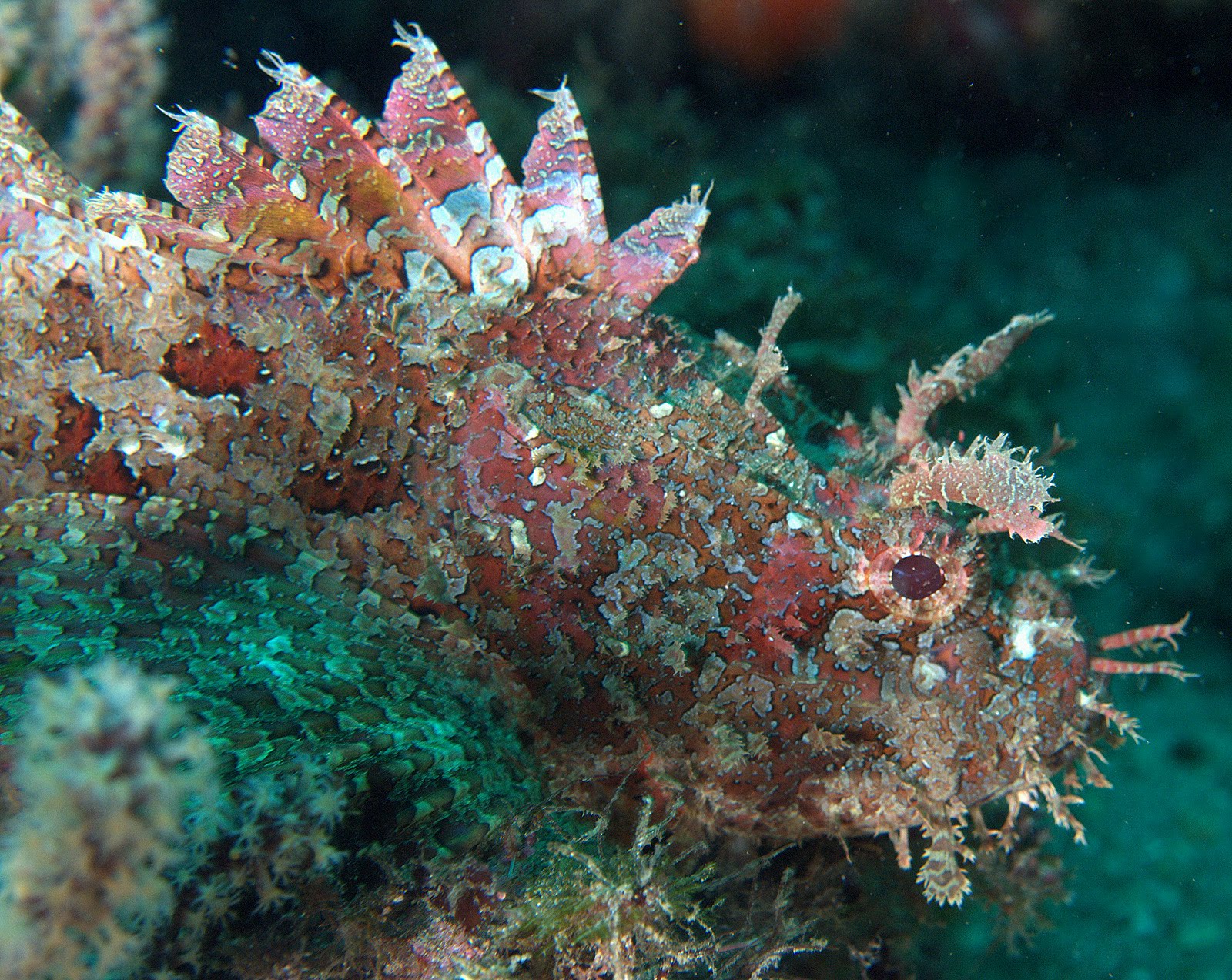 under pressure world: Stone Scorpionfish- Sea of Cortez