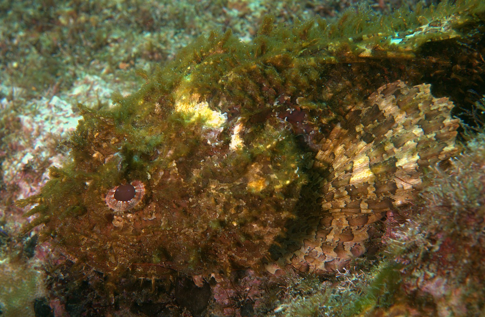 under pressure world: Stone Scorpionfish- Sea of Cortez