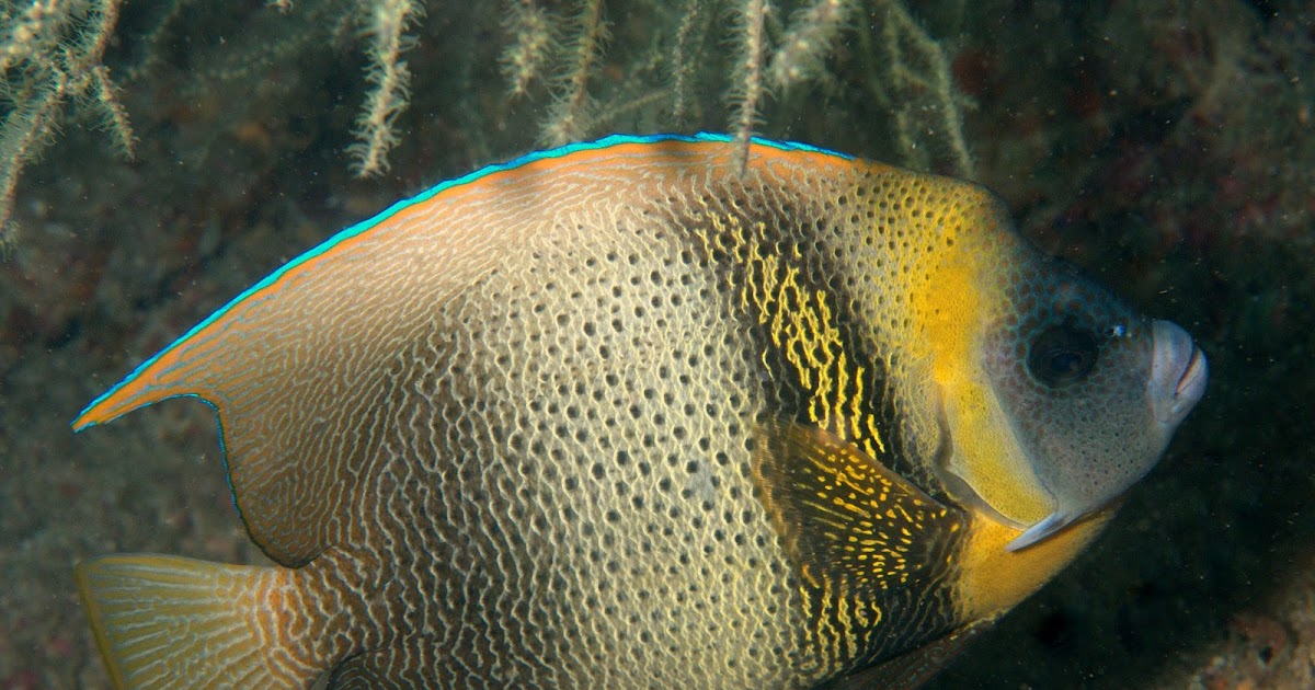 under pressure world: Cortez Angelfish- Sea of Cortez