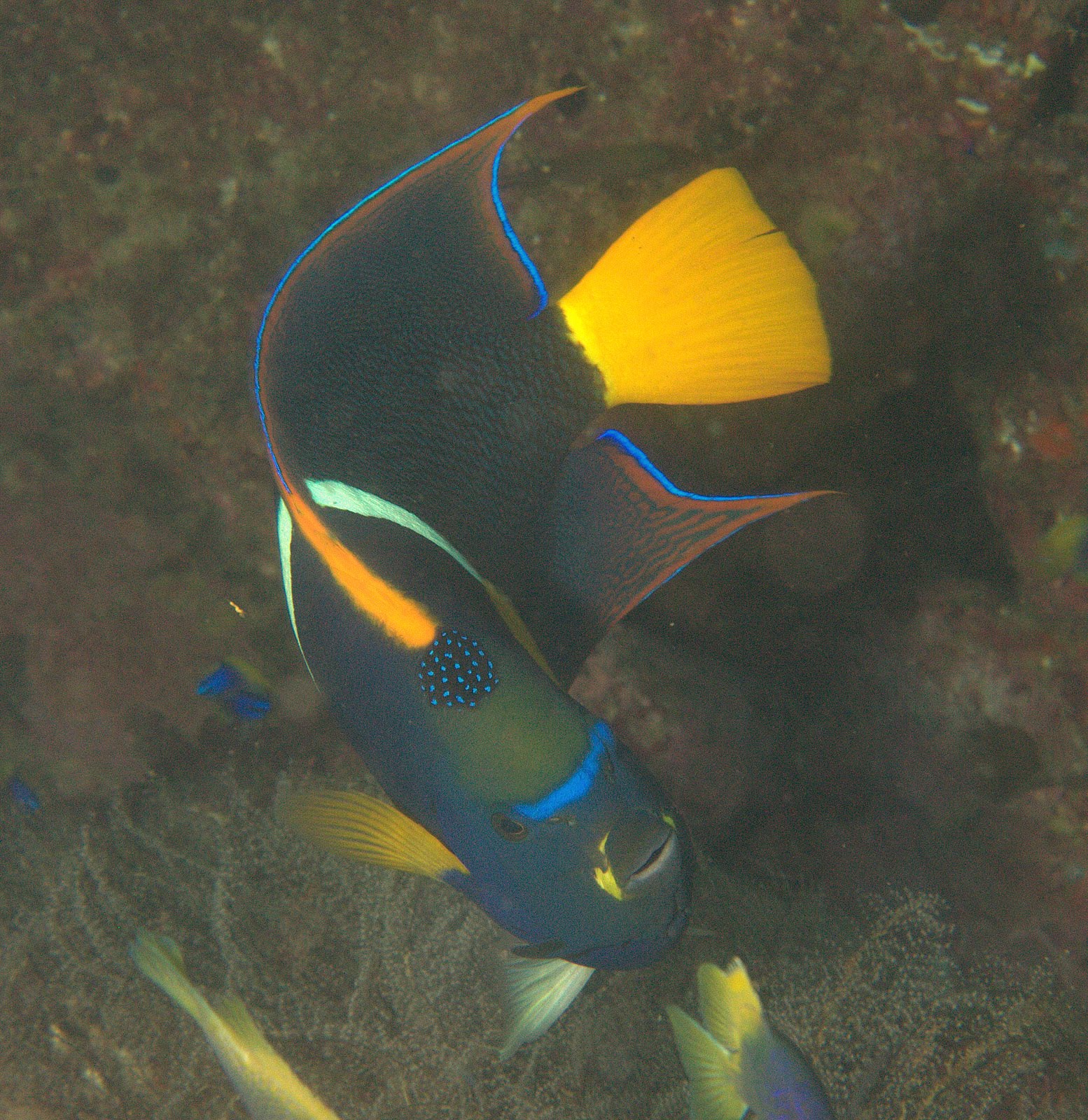 under pressure world: King Angelfish- Sea of Cortez