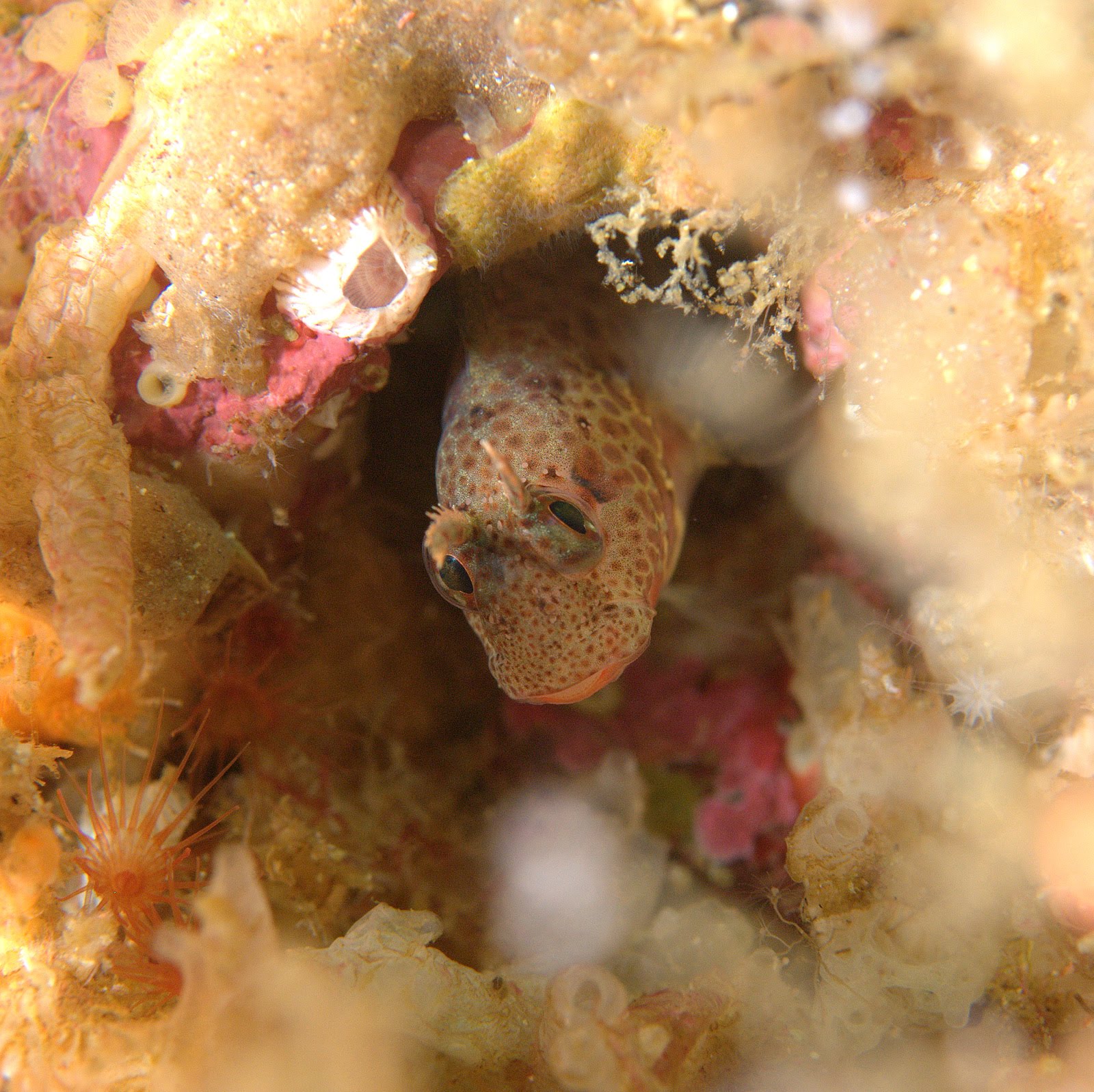 under pressure world: Bay Blennies- Sea of Cortez