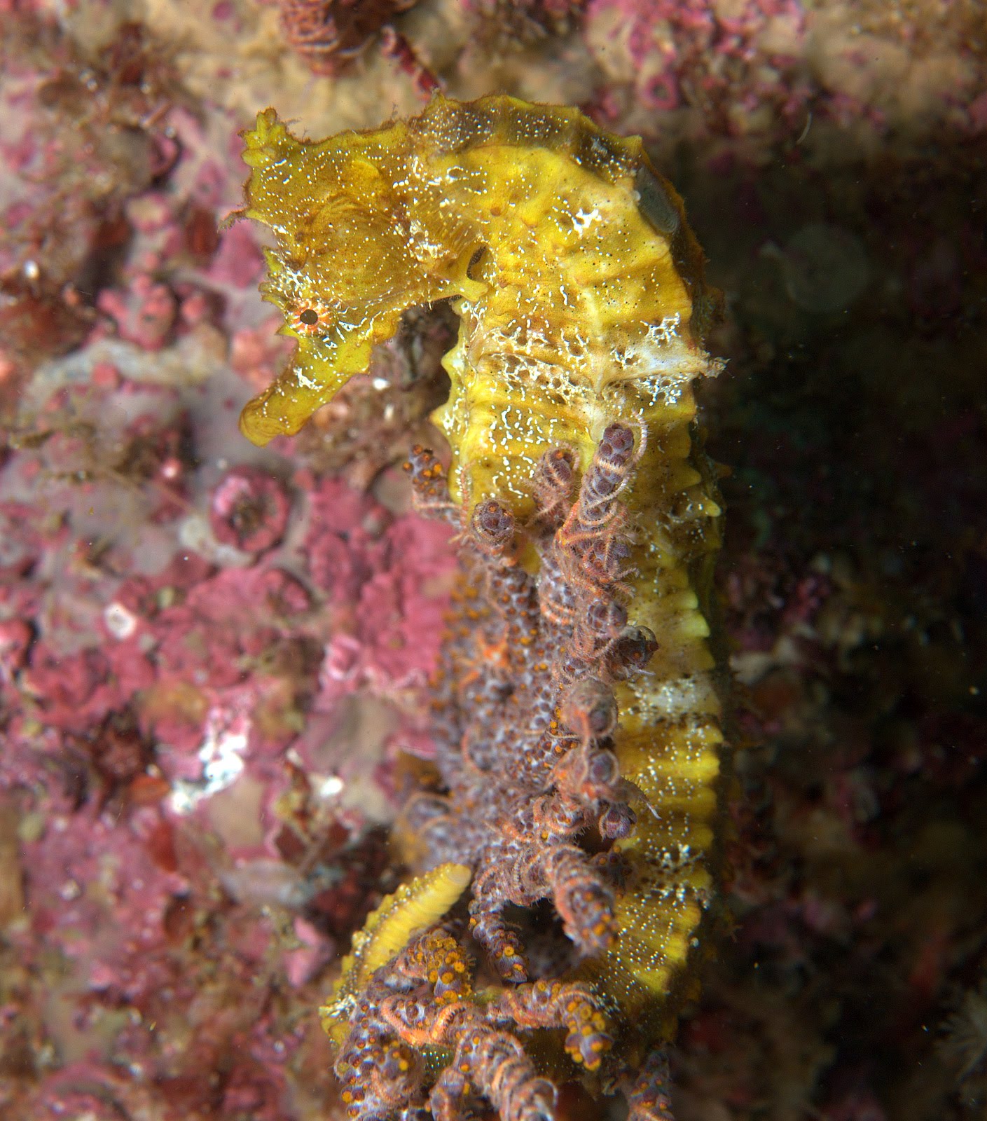 under pressure world: Pacific Seahorse- Sea of Cortez