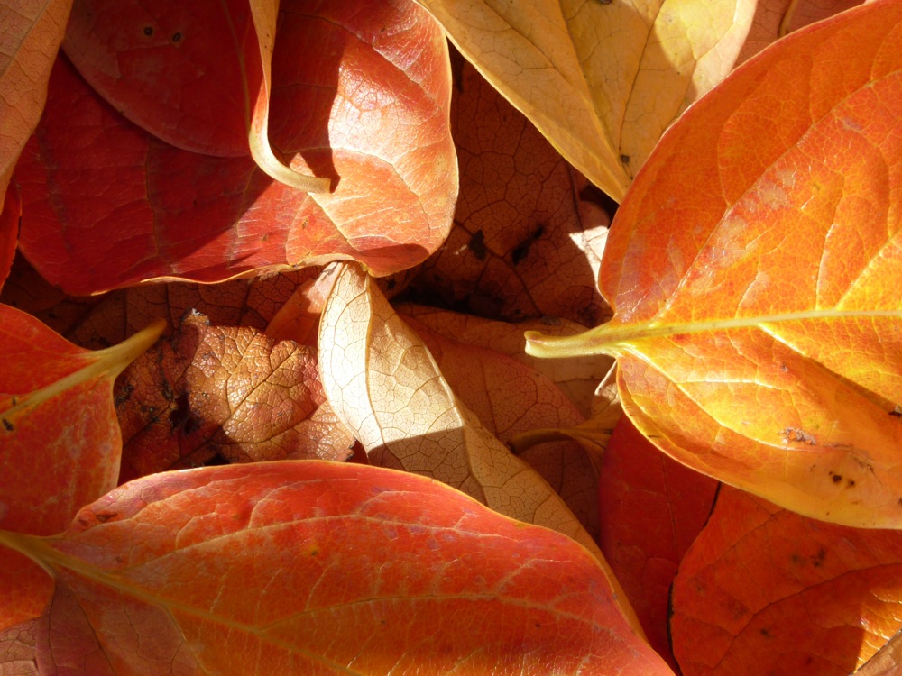 mostly threads: Happy Thanksgiving