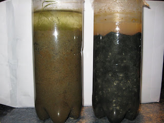 Microbial City: Winogradsky Column Update #3