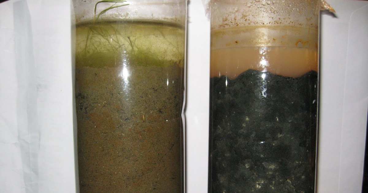 Microbial City: Winogradsky Column Update #3