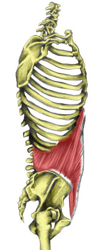 Personal Trainer: Anatomía y Biomecánica de los Abdominales.