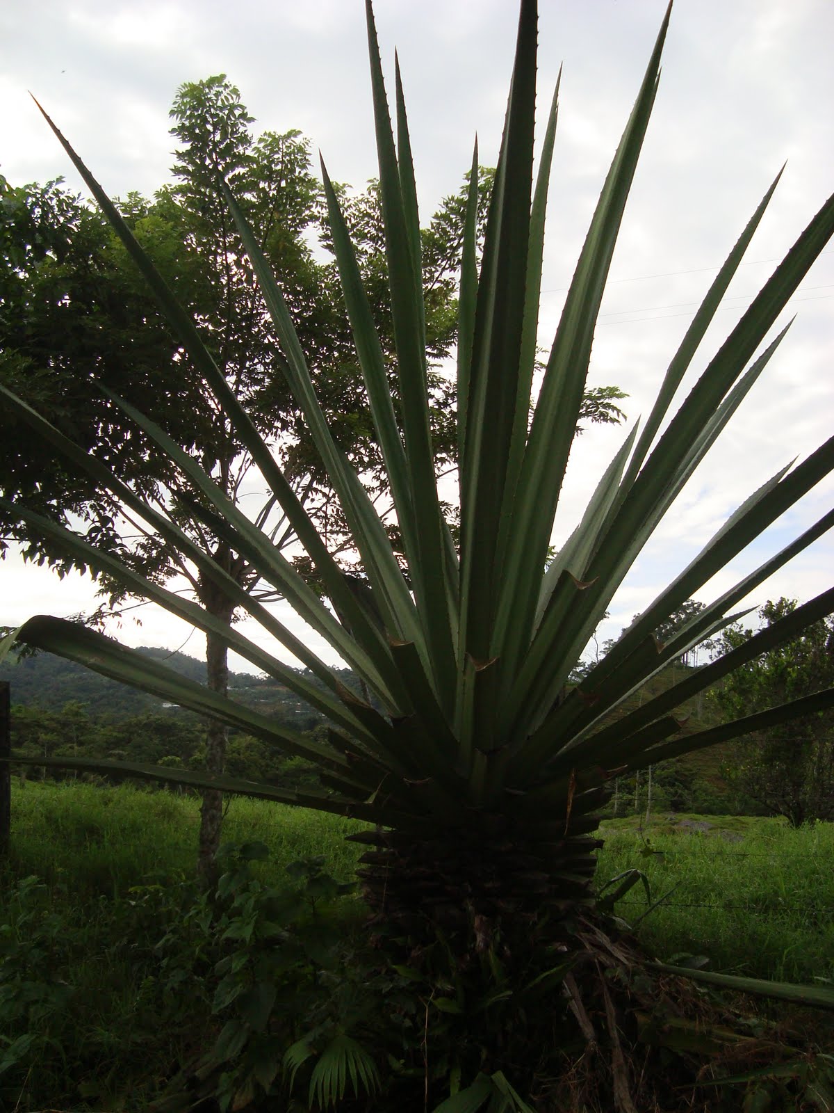 Crónicas Santandereanas: FLORA Y FAUNA