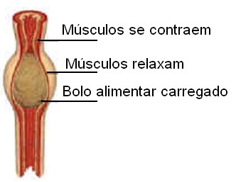 Sistema Digestório: FARINGE E ESÔFAGO