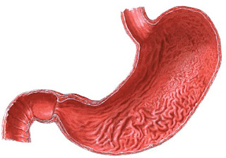 RADIOLOGIA VISÃO DA MEDICINA: APARELHO DIGESTÓRIO