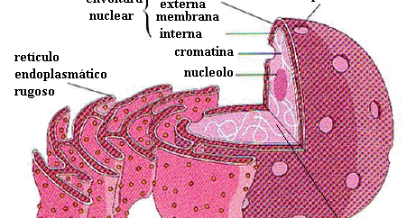 EL MÓN DE LA CÈL·LULA: EMBOLCALL NUCLEAR