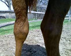 Behind the Bit: The Equine hock: A case study and resource list