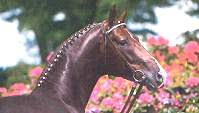 Behind the Bit: Great Dressage Stallions: Donnerhall
