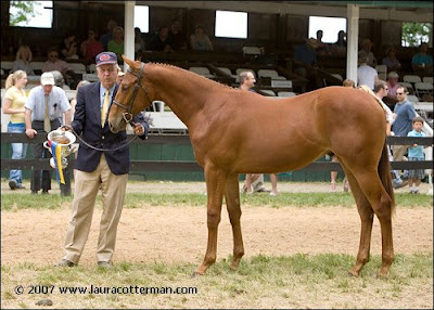 Behind the Bit: Hunter breed shows: An introduction