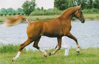 Behind the Bit: The Gelderlander horse: A video