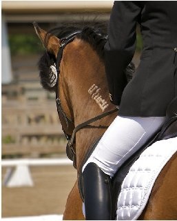 Lovelly Pets: BTB: An American Mustang at Devon 2010