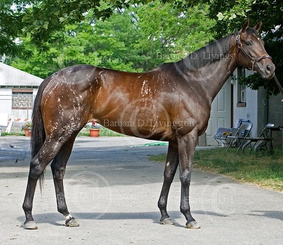 Lovelly Pets: BTB: REMARKable: Brindle thoroughbred racing now!