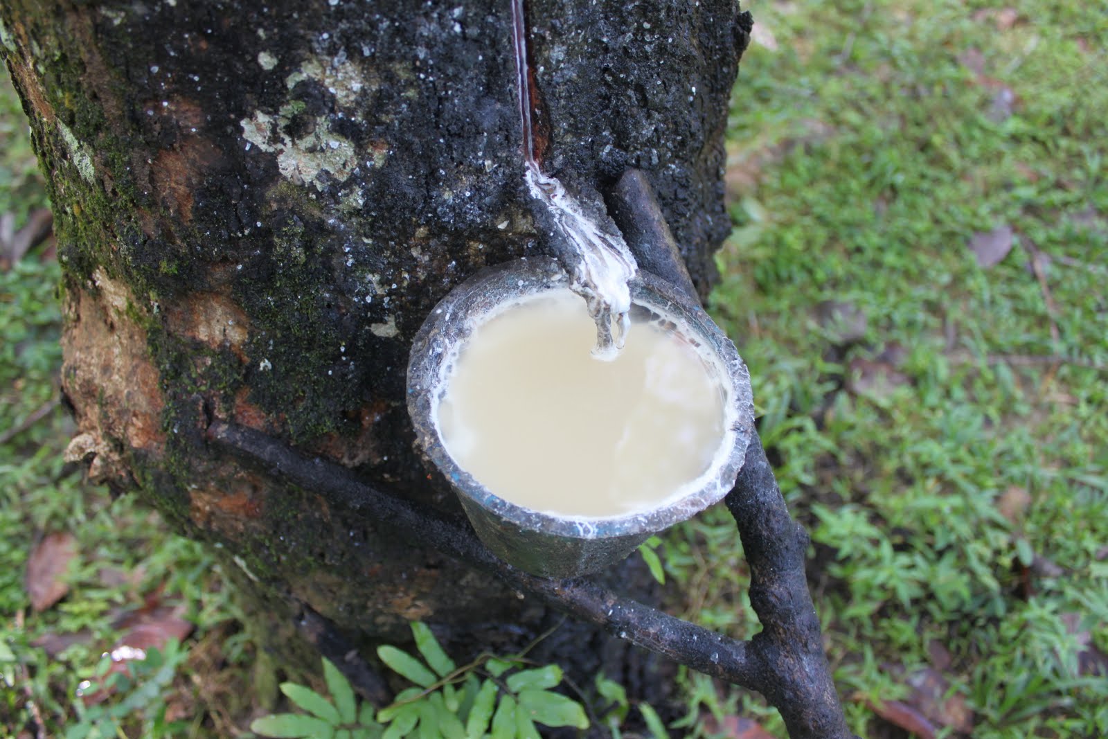 rawa hill village: GETAH SEKERAP