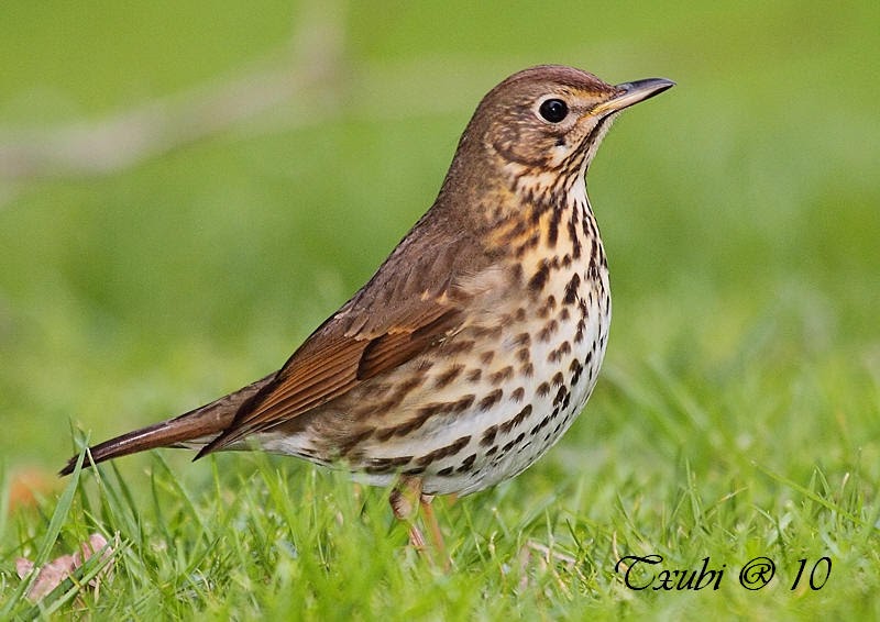 Aves Txubi . Natura viva: Malviz