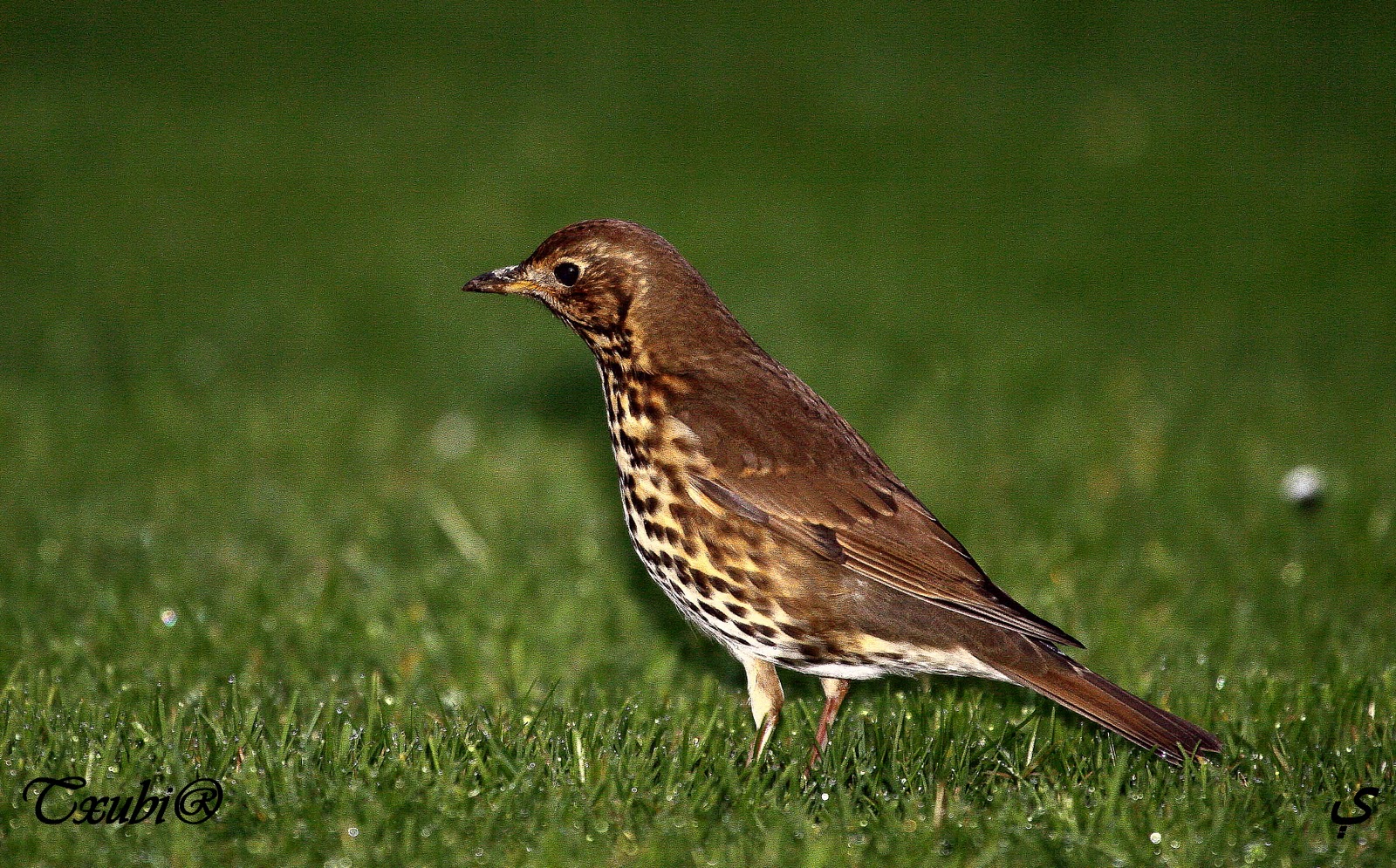 Aves Txubi . Natura viva: Malviz
